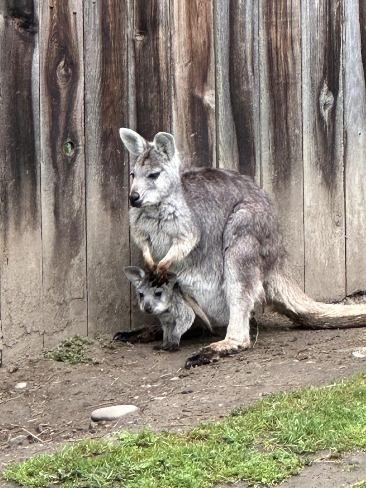 Wallaroo joey born at Wildlife Safari | Family | nrtoday.com
