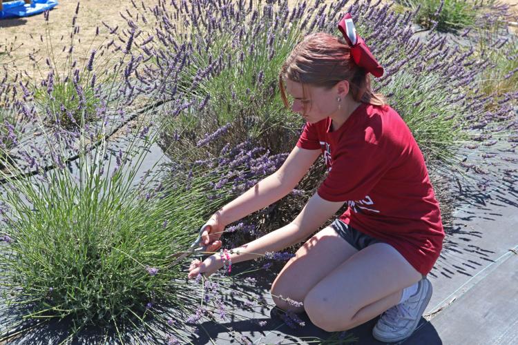 Flowers, families and fun at Growing Miracles 8th Annual Lavender ...