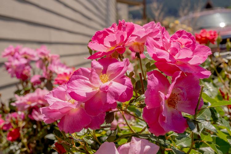 Victorian Tea and Garden Tour returns to Drain | News | nrtoday.com
