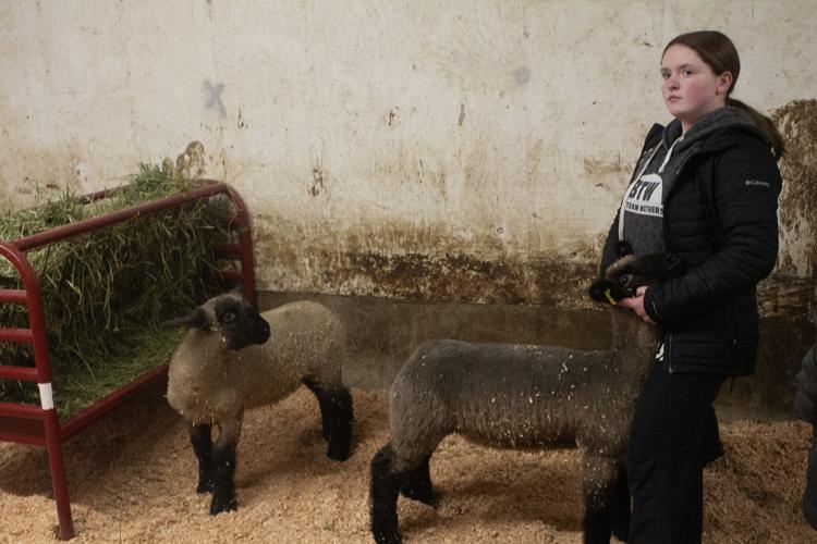 Sheep and Sip event brings Douglas County sheep farms and wineries ...