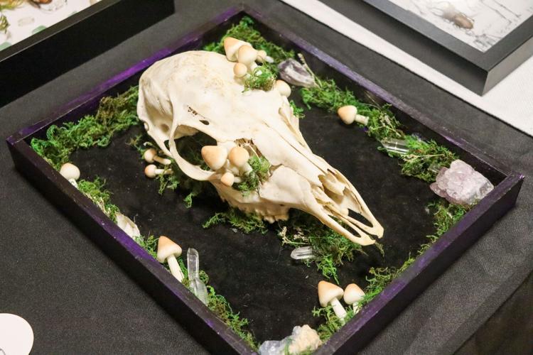 Oddities available from Bones and Wick | Local News | nrtoday.com