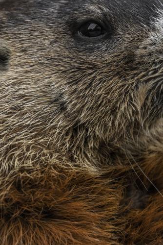 Slowly, the Groundhog Emerges From the Scientific Shadows | Print Only ...