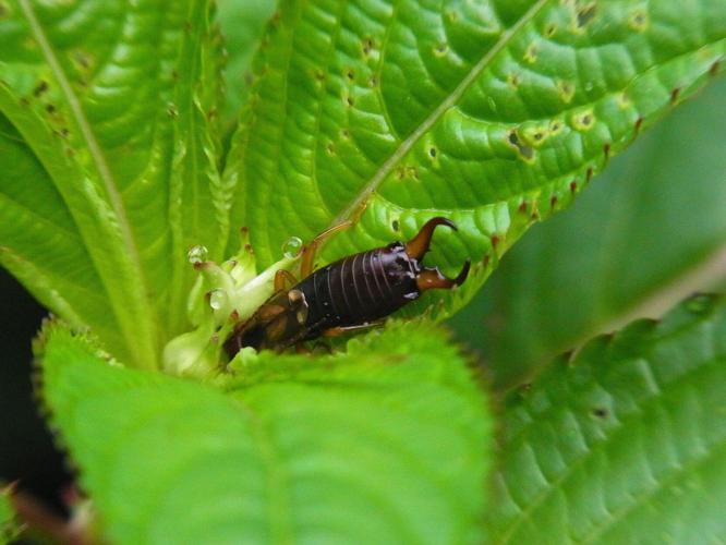 Wigged out by earwigs | Home And Garden | nrtoday.com