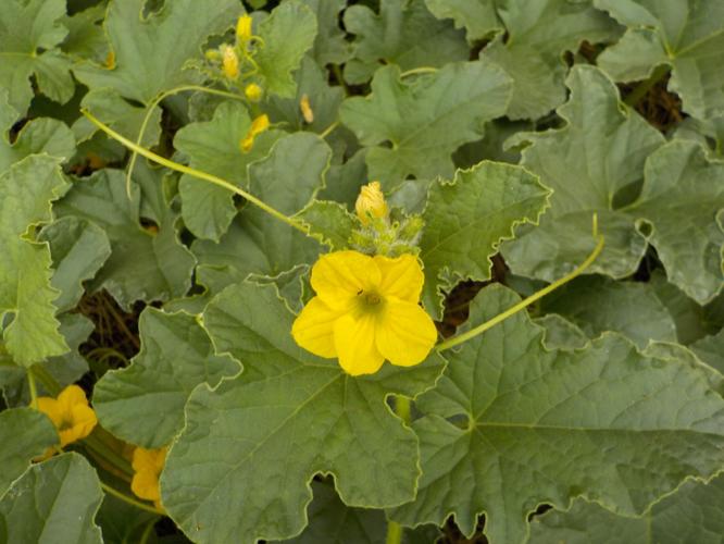 Summer is the season for sweet delicious melons! | Home and Garden ...