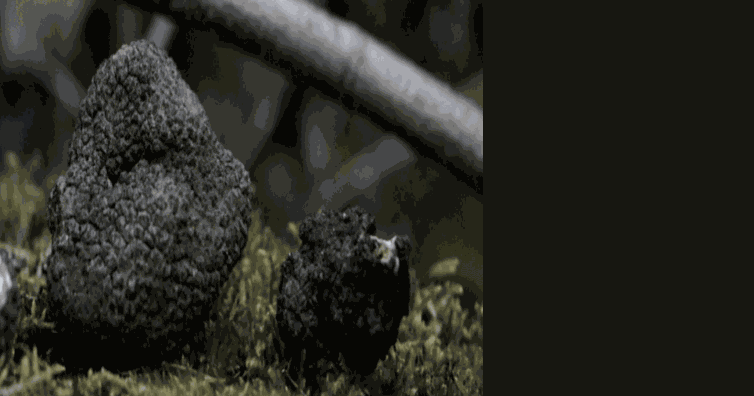 Oregon native edible truffles | Life | nrtoday.com