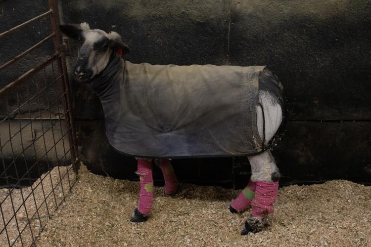 Sheep and Sip event brings Douglas County sheep farms and wineries ...