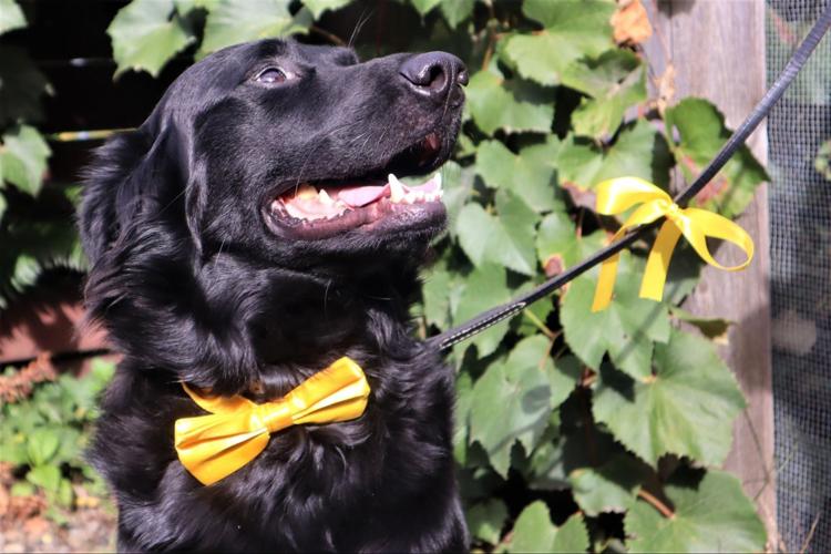 The Yellow Dog Project: Some Dogs Need Space | Family | nrtoday.com