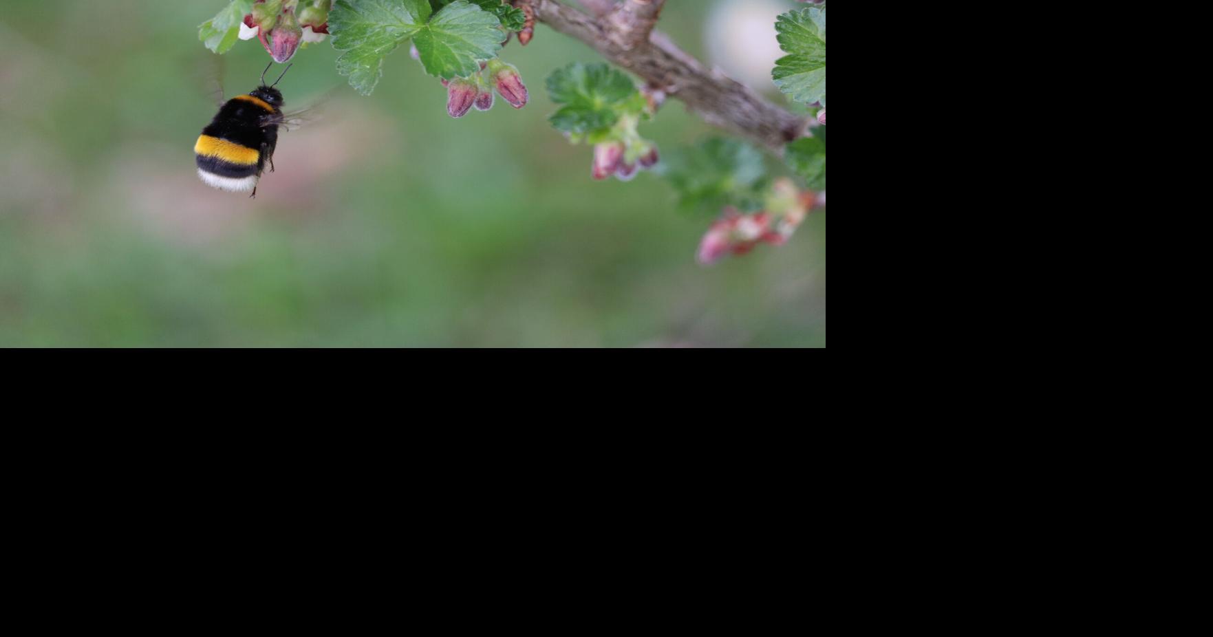 Ask a Master Gardener: Helping Oregon bees survive the winter | Family ...