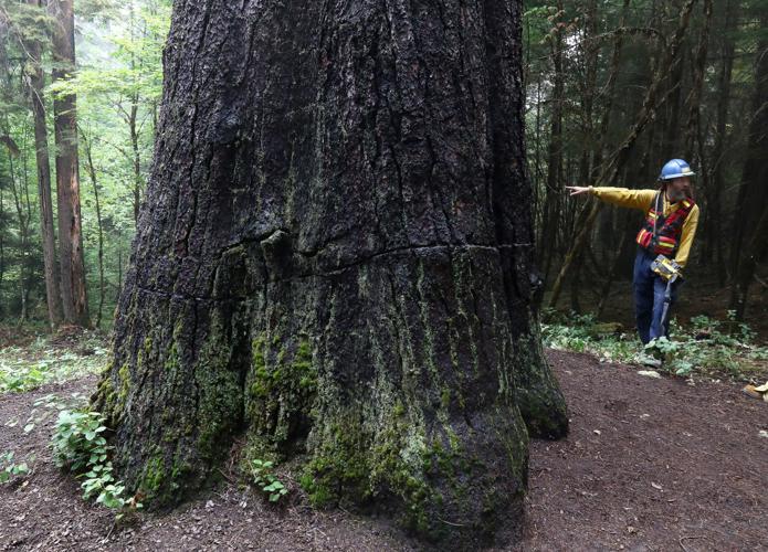 Fire crews work around the clock to protect the world's tallest sugar ...
