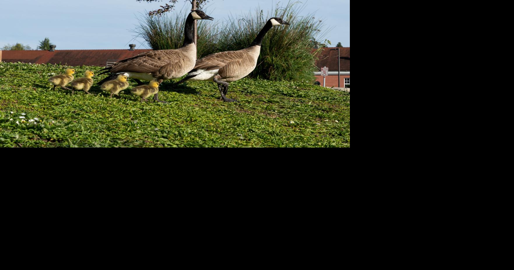 Ducks in a row: animals and people get out to enjoy sunny weather ...