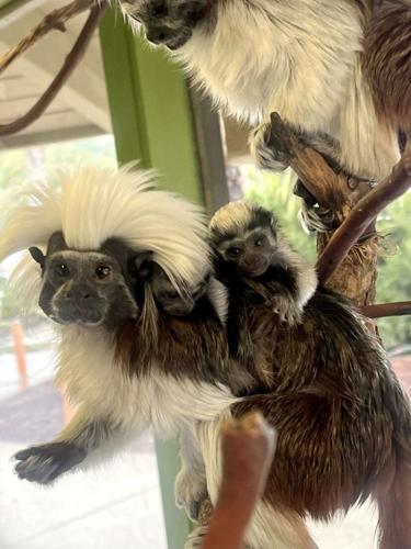 Wildlife Safari celebrates the birth of critically endangered tamarin ...