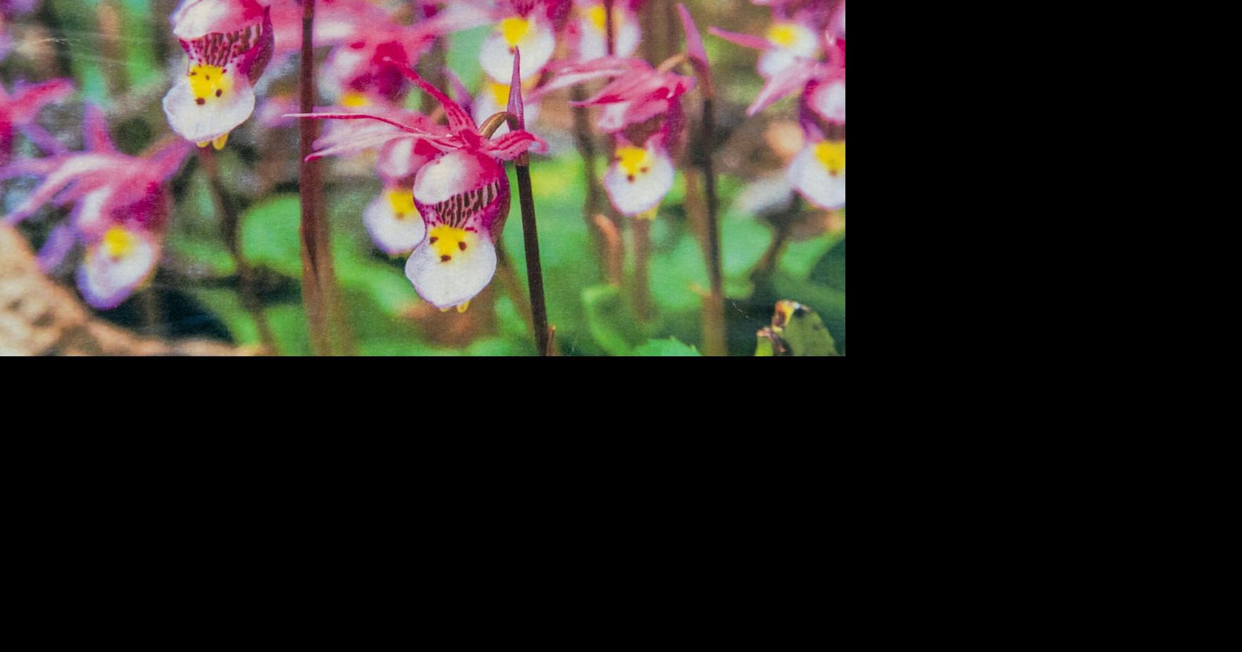 Roseburg library to host presentation about Limpy Rock | Education ...