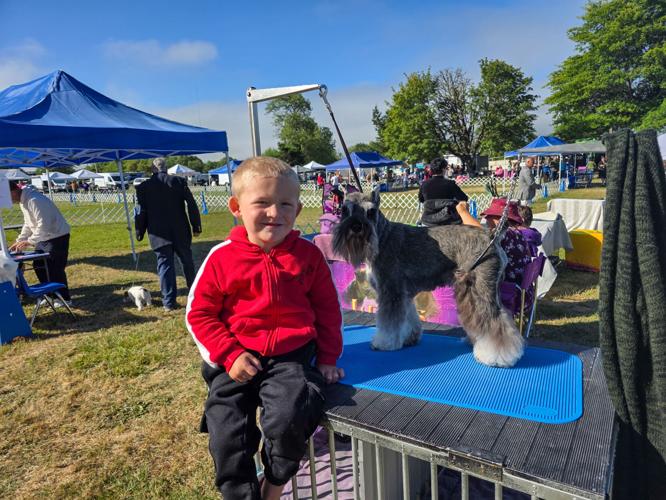Phoenix finds passion in dog grooming, showing | Education | nrtoday.com