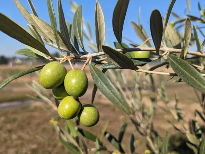 Growing olives in Oregon | Agriculture | nrtoday.com