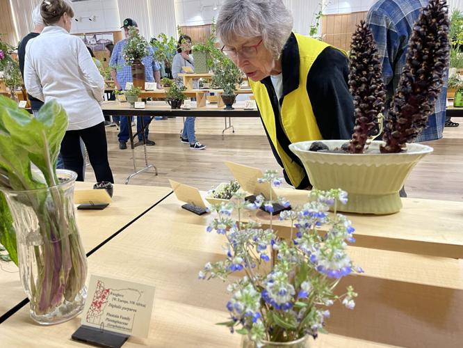 Explore flora at the annual Glide Wildflower Show | News | nrtoday.com