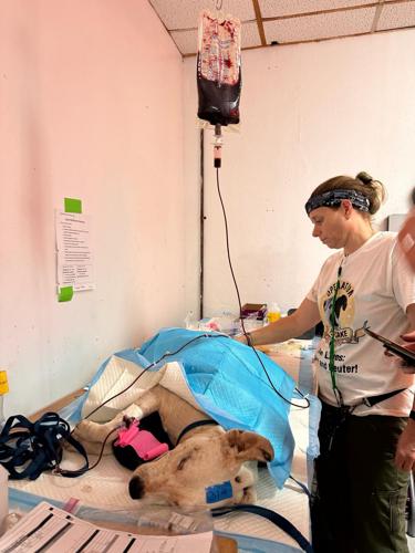 Operation Potcake: Providing animals care in the Bahamas | News ...