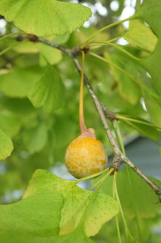 Add color and history to your yard with a gingko tree | Home and Garden ...