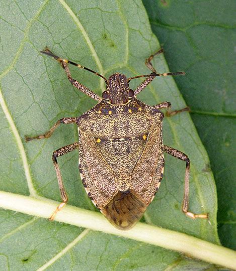 Ask a Master Gardener: Can stink bugs damage gardens? | Home And Garden ...