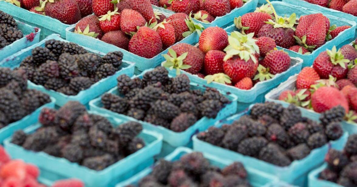 Preserving berries | Education | nrtoday.com