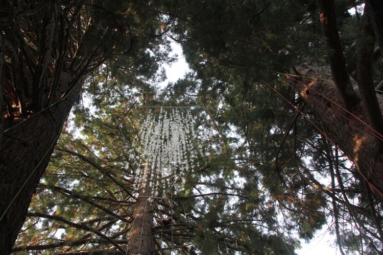 80-foot-tall sequoia sculpture at OSU to evoke changing climate threat ...