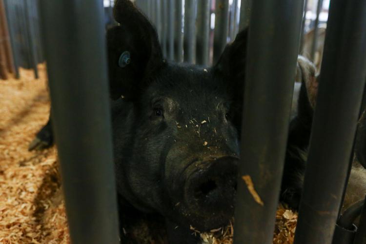 Douglas County Fair set up underway | News | nrtoday.com