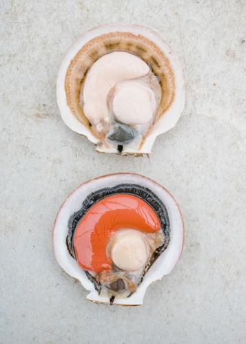 Sea scallops farmed in Maine aren’t just sustainable, they’re helping ...