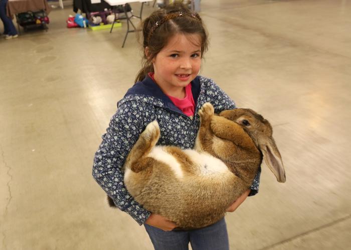 Oregon State Convention shows rabbits and cavies at the Douglas County ...