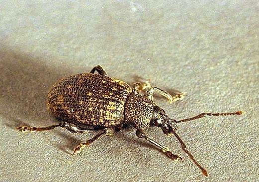 Ask a Master Gardener: Root weevils | Home and Garden | nrtoday.com