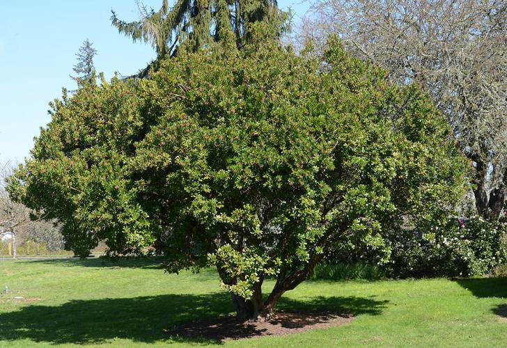 Ask a Master Gardener: What's a strawberry tree? | Life | nrtoday.com