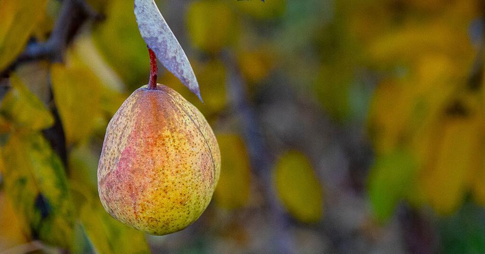 The unique story behind Hood River Valleys reign as Oregons pear ...