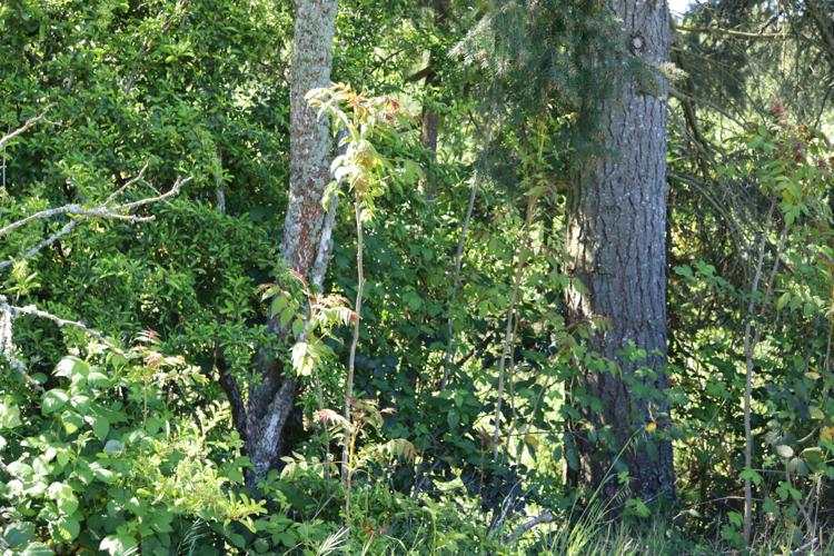 A tree of heaven? The noxious weed is known for growing just about ...