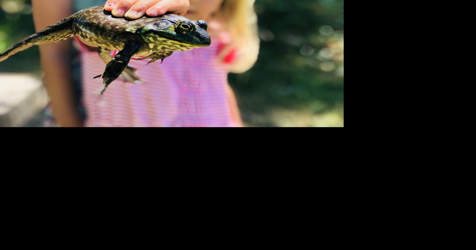 Invasive bullfrog | Fishing | nrtoday.com