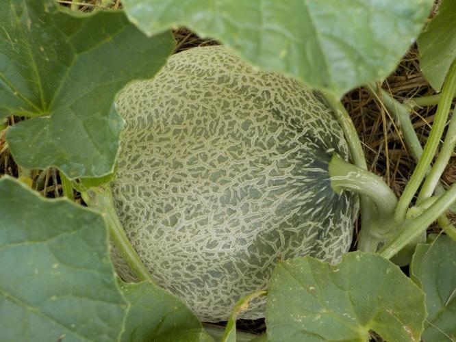 Summer is the season for sweet delicious melons! | Home and Garden ...