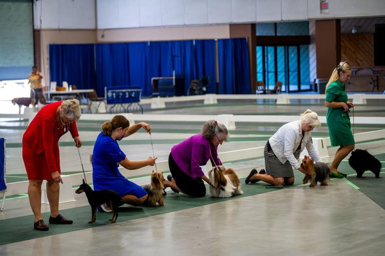 Umpqua Kennel Club dog show at fairgrounds | Local News | nrtoday.com