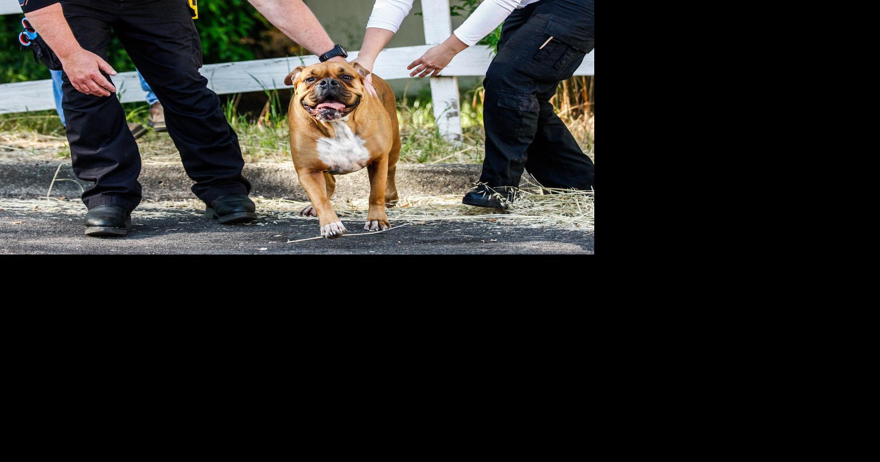 Scared boxer mix finds plenty of love following house fire | Public ...