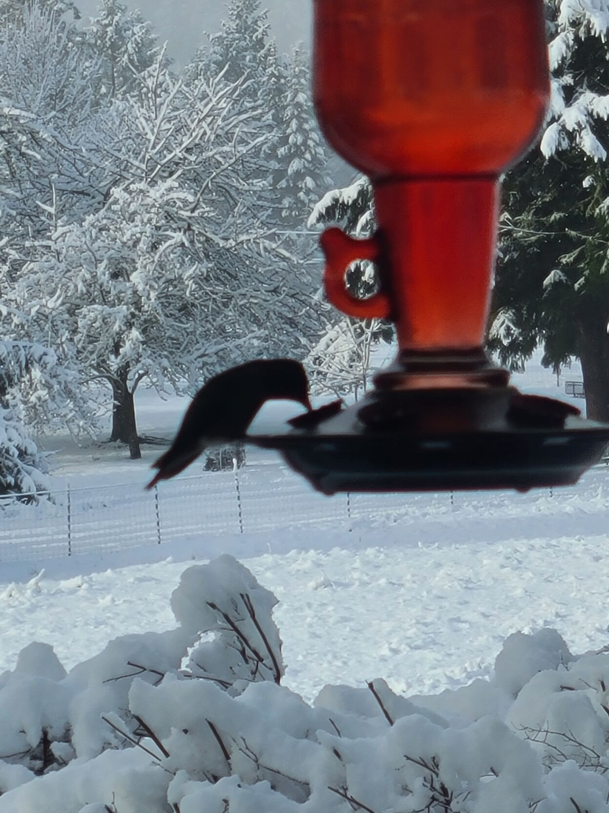 Snow bird | | nrtoday.com