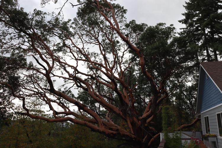 Madrones: A workshop and tour | Environment | nrtoday.com