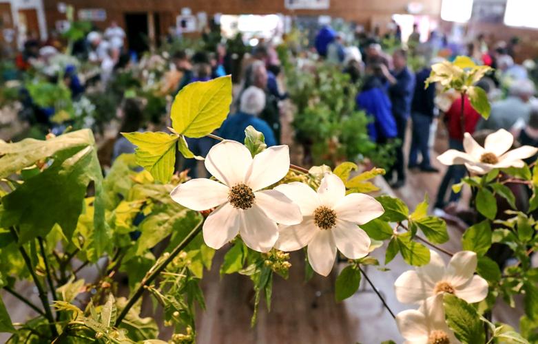Glide Wildflower Show volunteers prepare for next weekend's annual ...