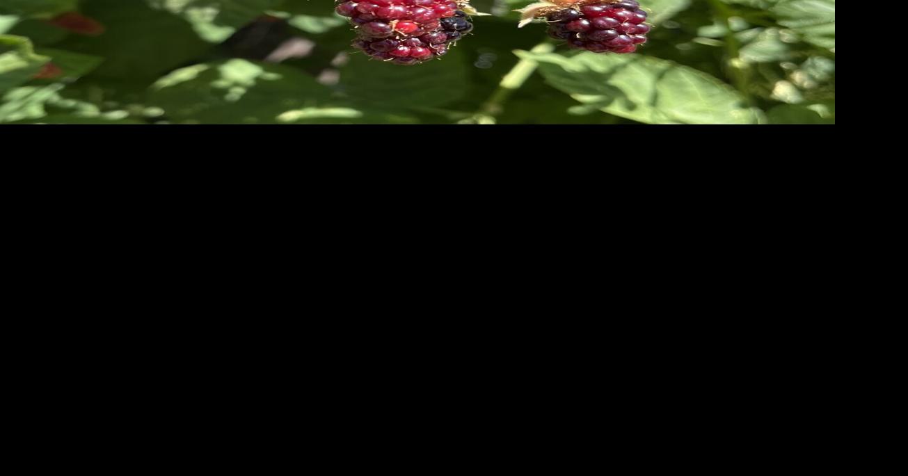Ask a Master Gardener: Growing marionberries | Environment | nrtoday.com