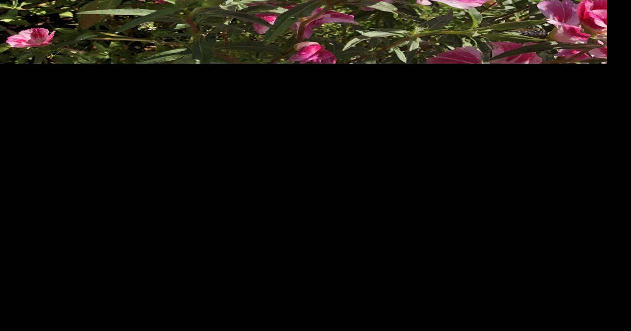 The charm of clarkia | Home and Garden | nrtoday.com