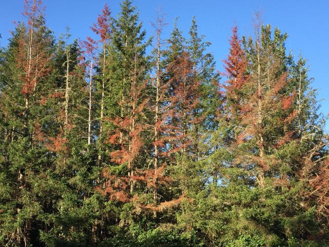 Keeping your trees alive is harder than it sounds | Education | nrtoday.com