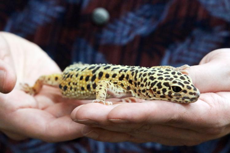 From hobby to career; inside Atlantis Pet Store | Business | nrtoday.com