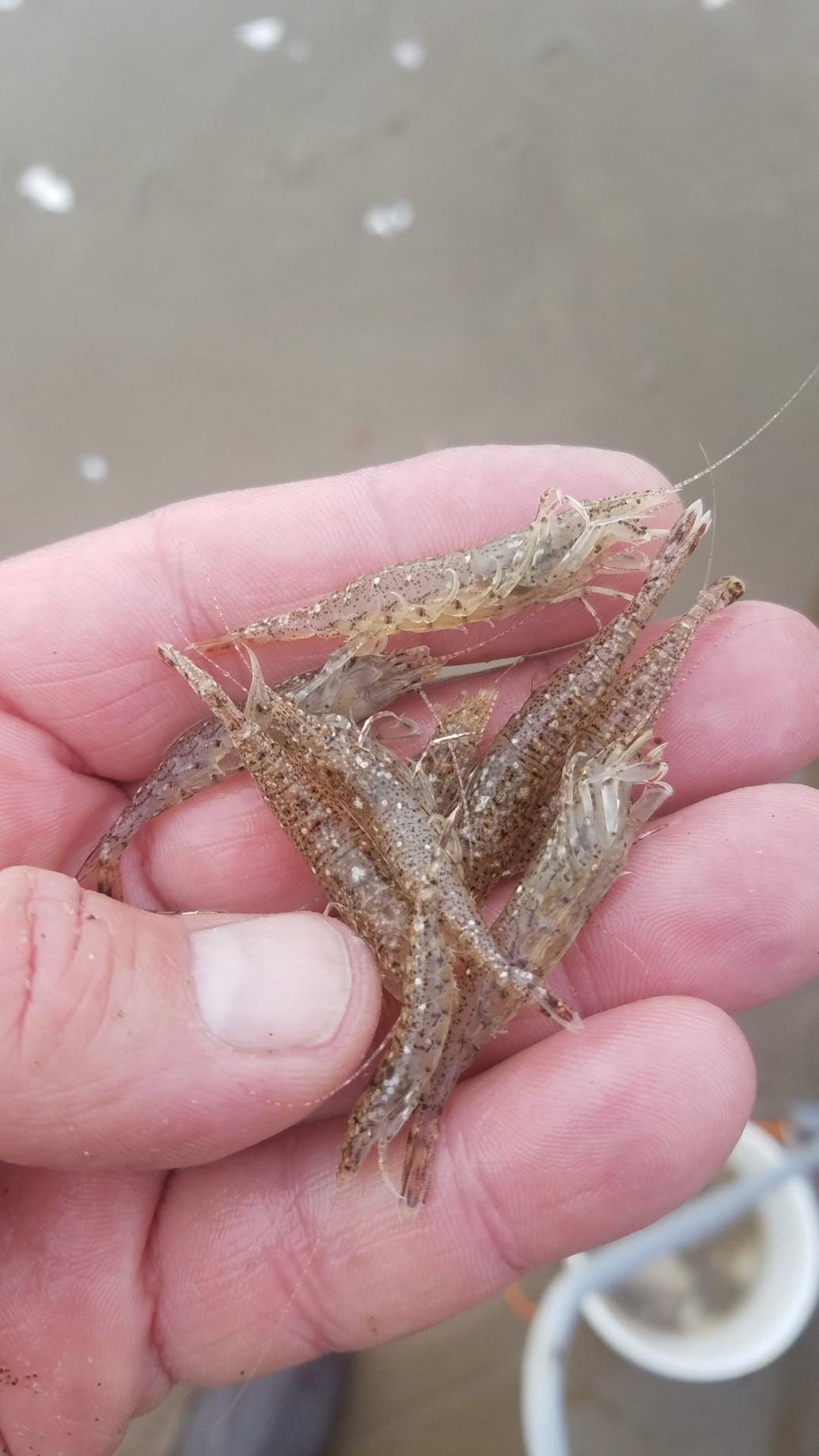 Catch smooth bay shrimp with mole crab rake | Outdoors | nrtoday.com