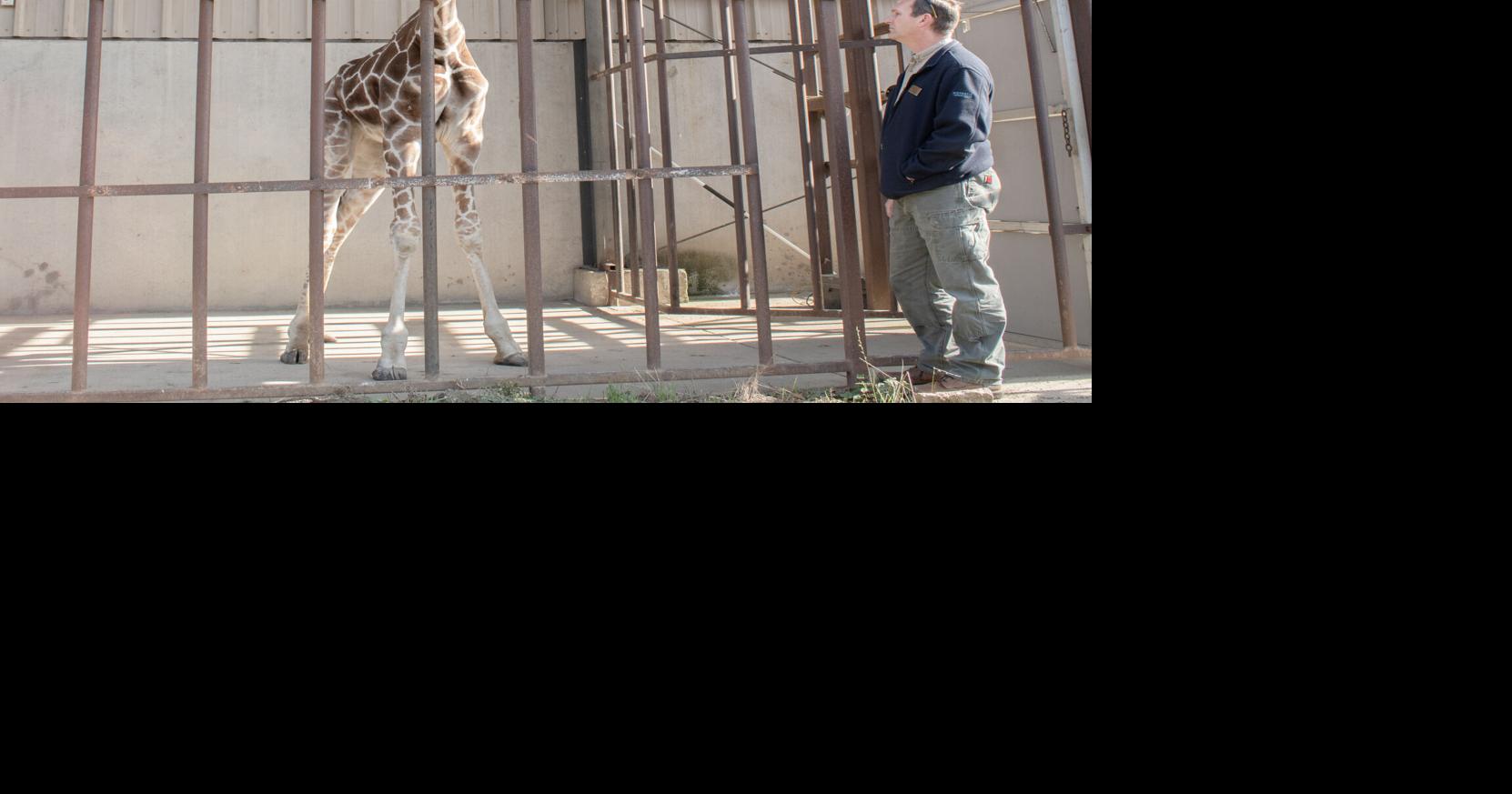 Wildlife Safari's welcomes giraffe, new barn to open soon | Nonprofits ...