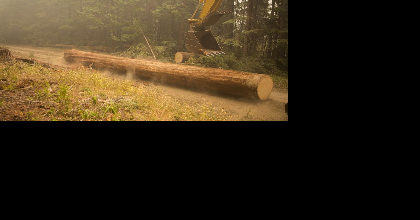 Forest Service prioritizes ecological repair, economic benefit in post ...