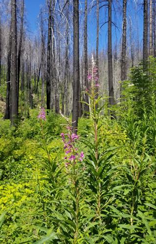 fire weed | | nrtoday.com