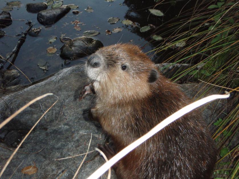 Conference highlights importance of beavers | Environment | nrtoday.com