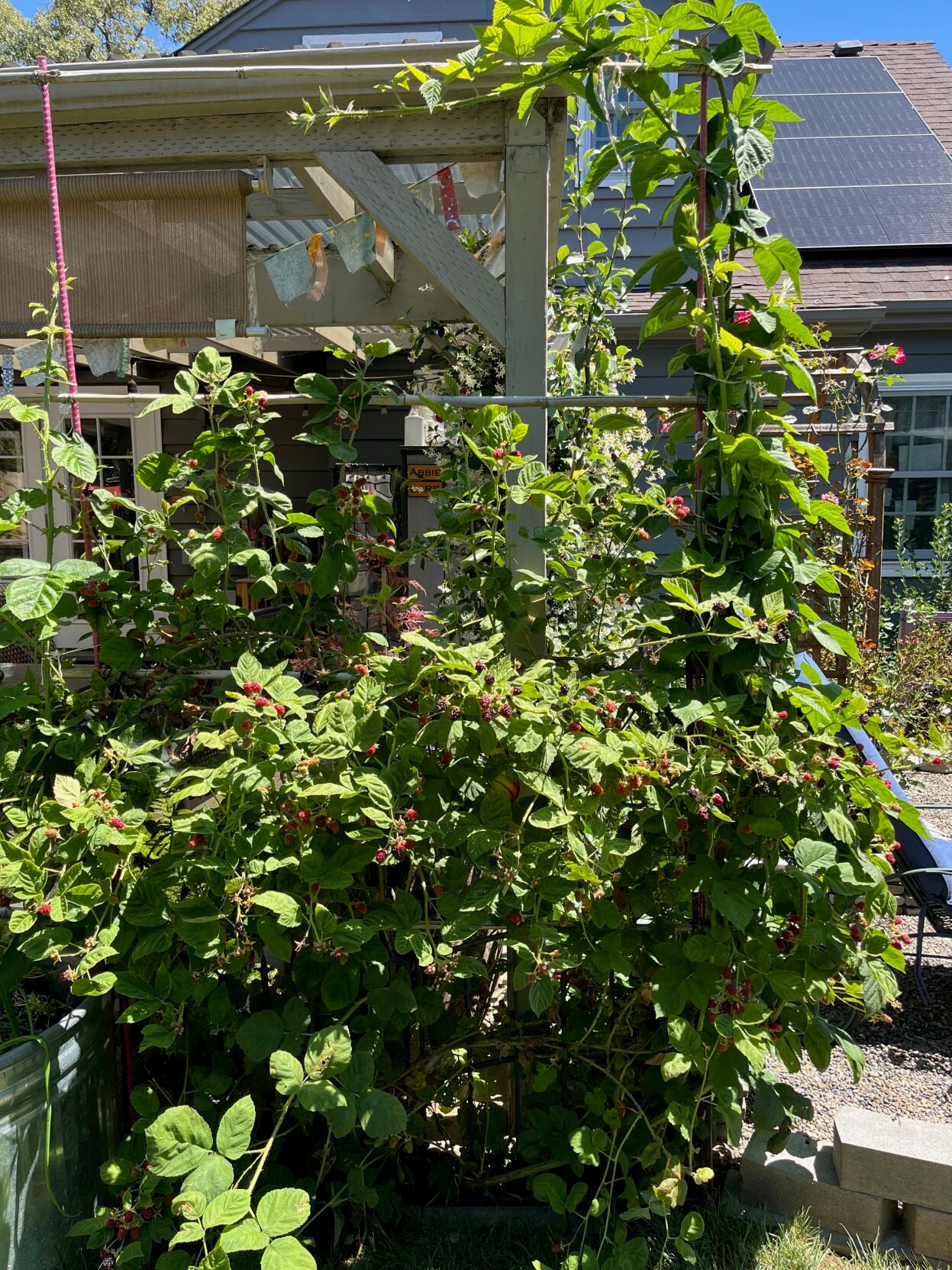 Ask a Master Gardener: Growing marionberries | Environment | nrtoday.com