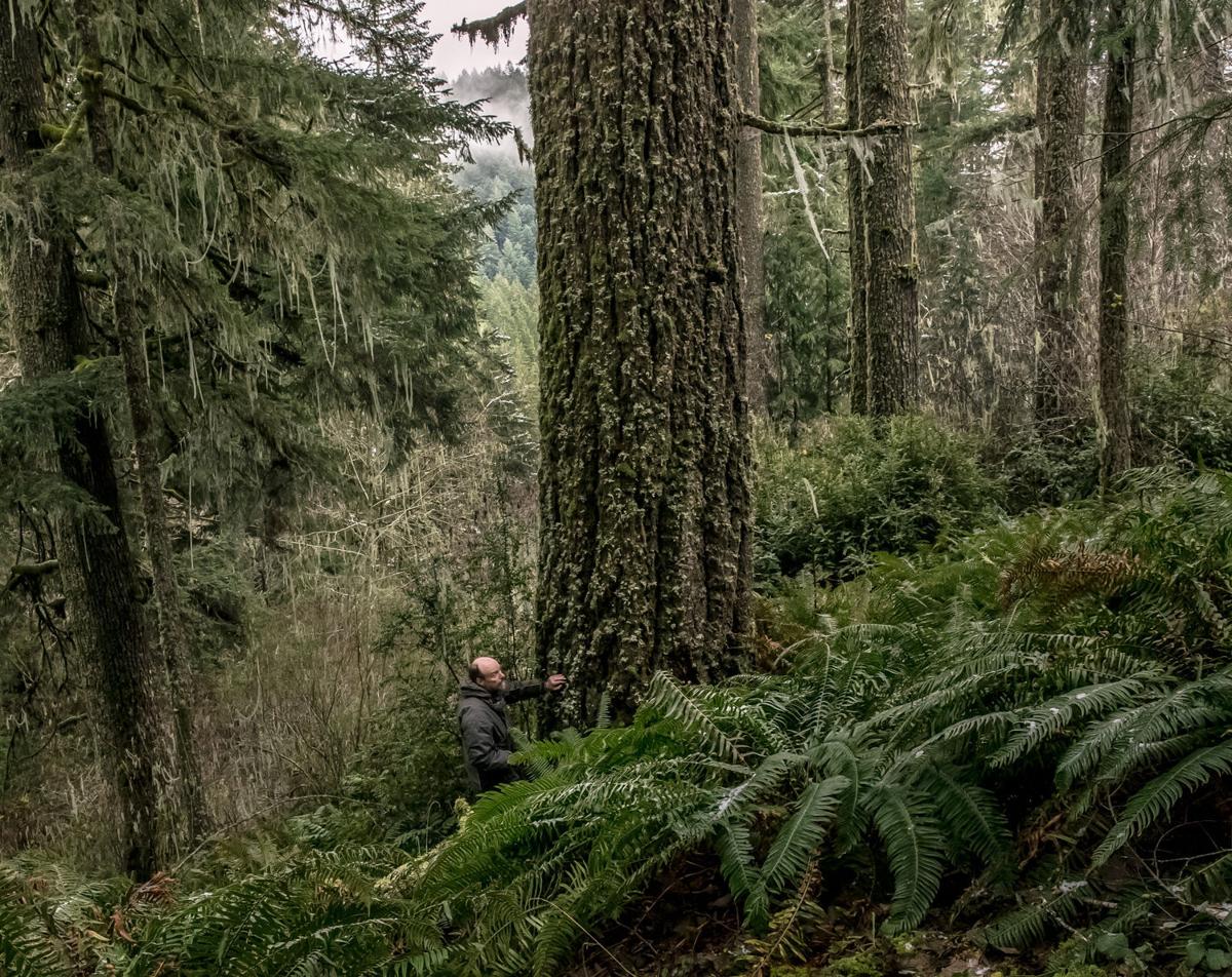 Sale of Elliott State Forest moves forward | Environment | nrtoday.com