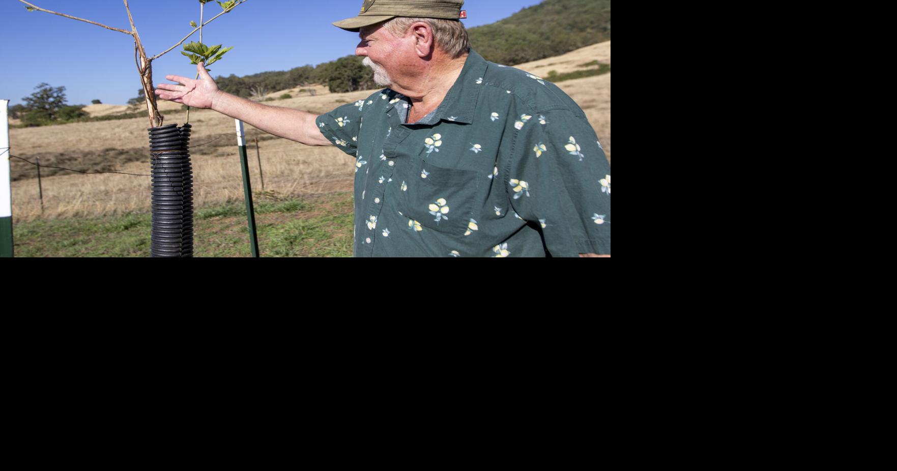 Riddle Cemetery has an elk problem | Environment | nrtoday.com